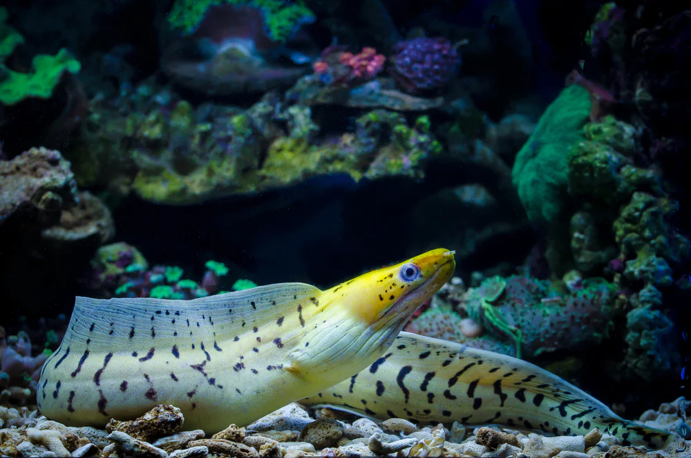 MERMAID N EEL SONG FOR Meeting a moray eel = Mara AS MERMAID FOR ...
