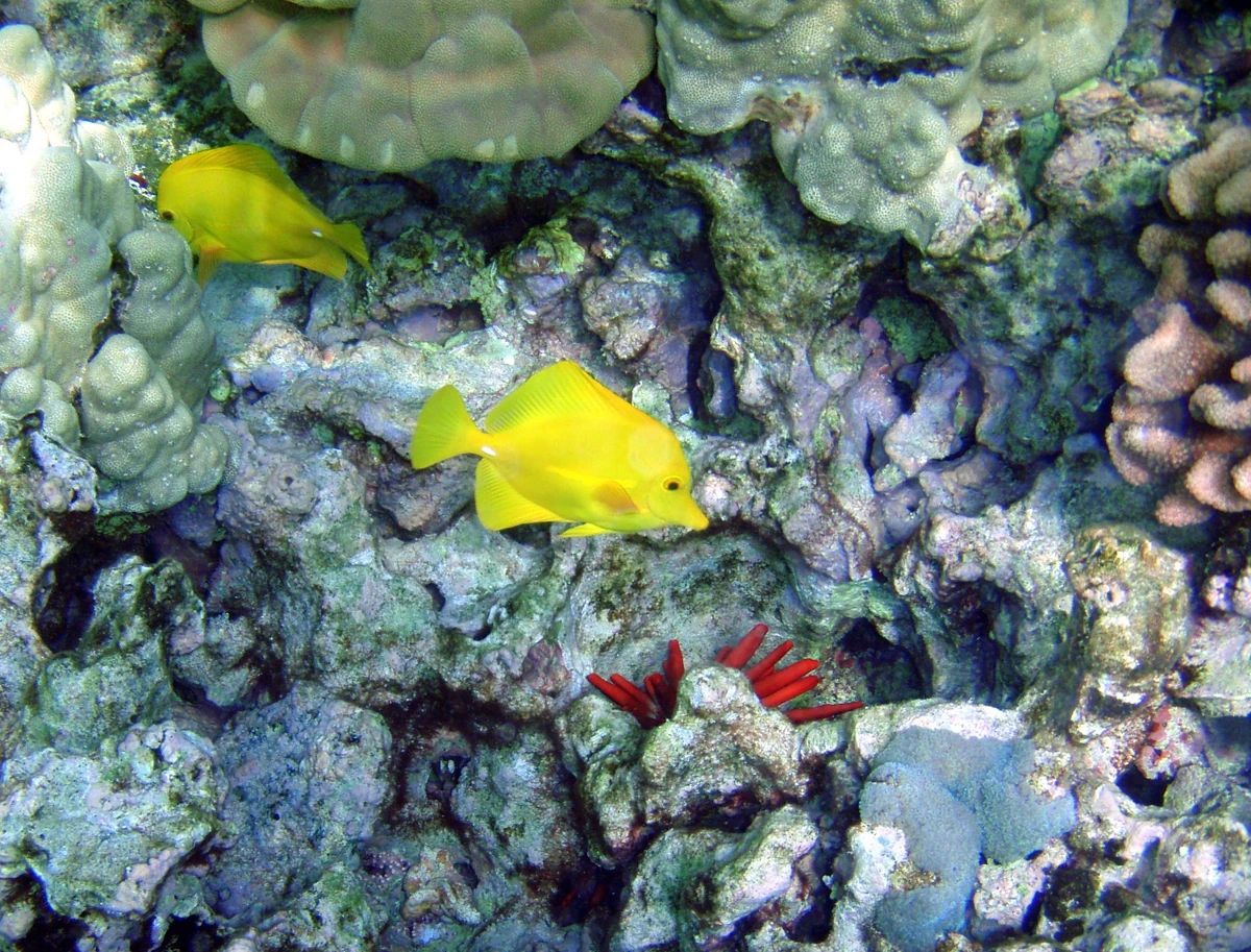 Yellow tang | New ideas by Matt Weaver Wiki | Fandom