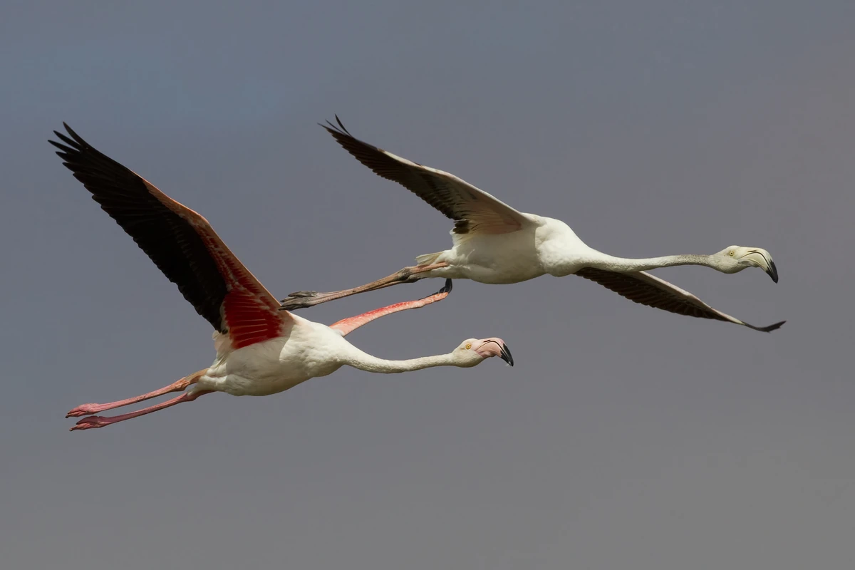 The Flamingo King Species List | New ideas by Matt Weaver Wiki | Fandom