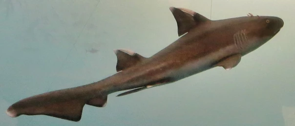 Hybodus-walking with dinosaurs remake | New ideas by Matt Weaver Wiki ...