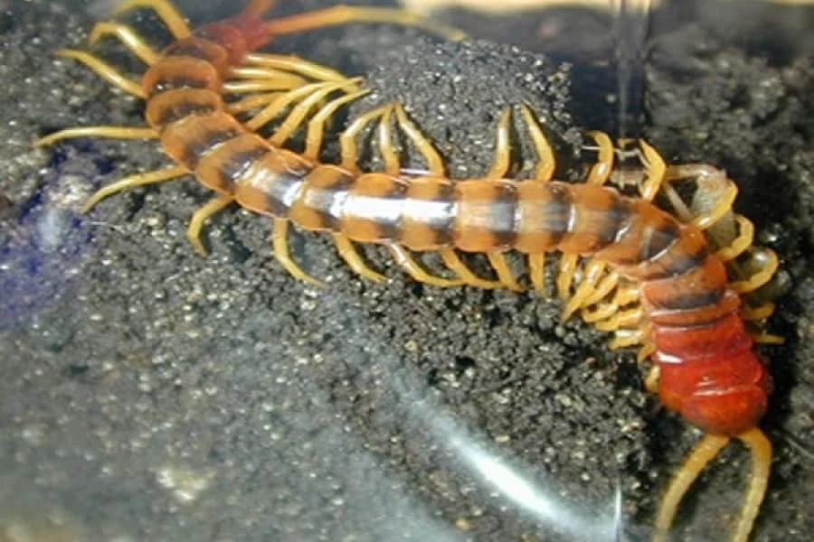 Yellow-legged centipede | New ideas by Matt Weaver Wiki | Fandom