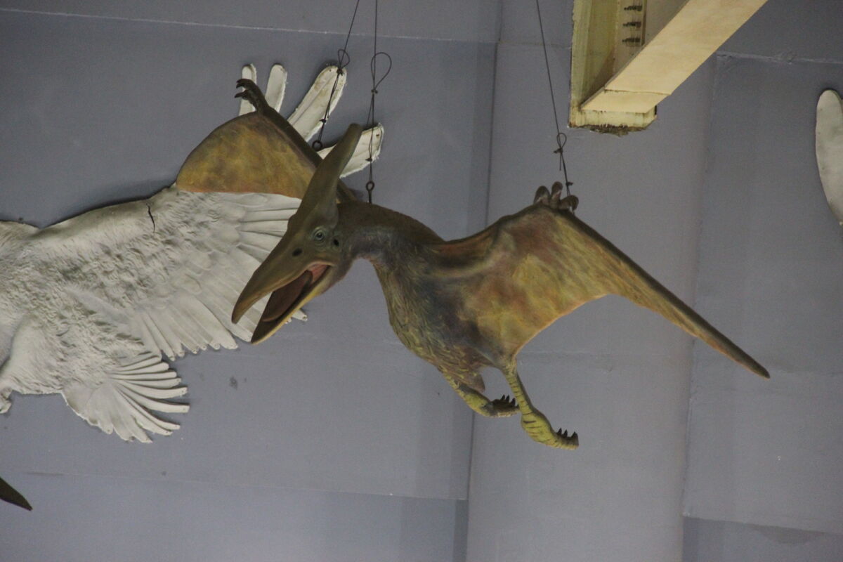 Pteranodon Kingdom Of The Dinosaurs Idea New Ideas By Matt Weaver
