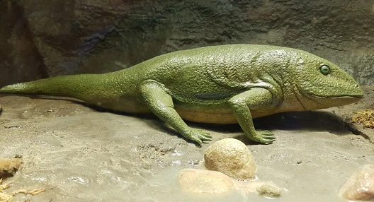 Pederpes | New ideas by Matt Weaver Wiki | Fandom