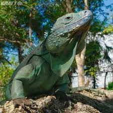 The Blue Iguana caper-wild kratts | New ideas by Matt Weaver Wiki | Fandom