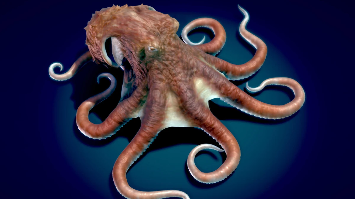 Marina Merfox meets a giant Pacific octopus | New ideas by Matt Weaver ...
