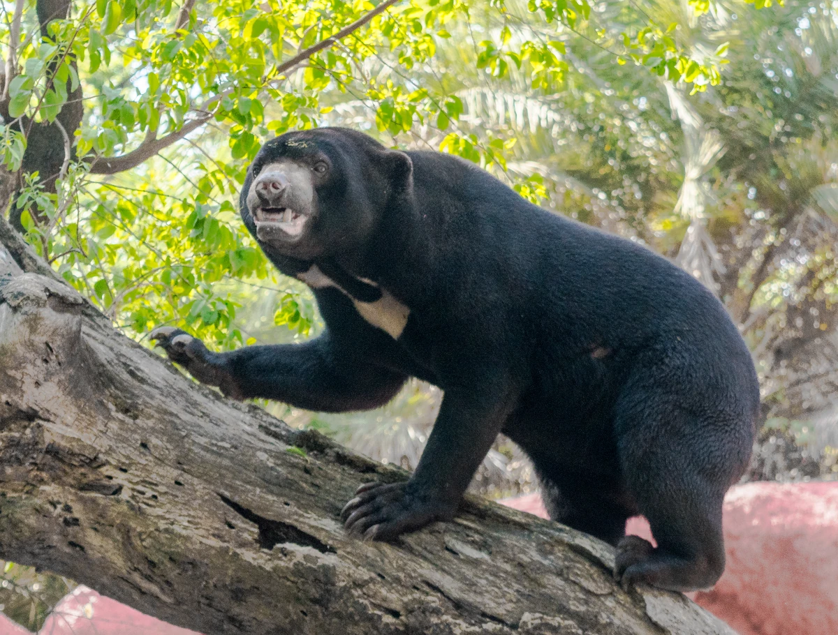 SUN BEARS FROM LUCA | New ideas by Matt Weaver Wiki | Fandom