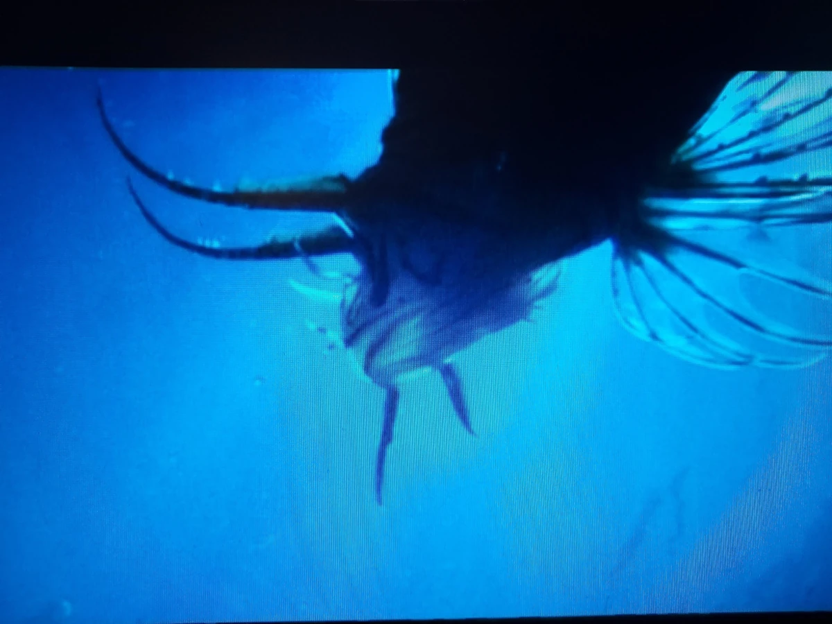 African Lionfish | New Naturerules1 Wiki | Fandom