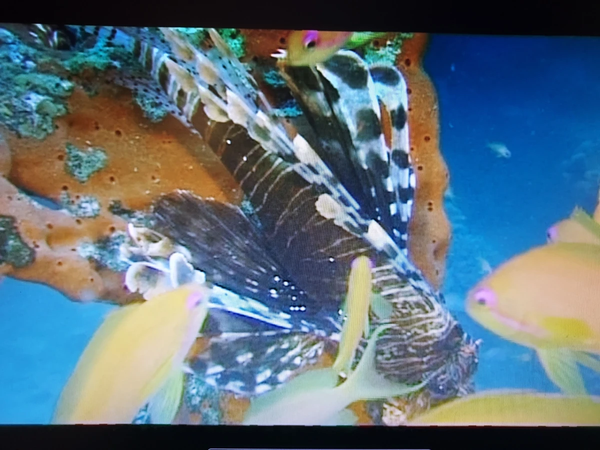 Devil Firefish | New Naturerules1 Wiki | Fandom