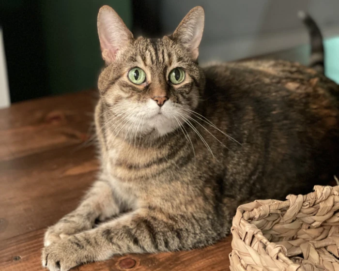 Sassy-Moo | New Undertale Fanon AU Wiki | Fandom