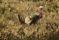 Turkey | New World Wiki | Fandom