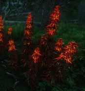 Wirefiber (Plant) | New World Wiki | Fandom