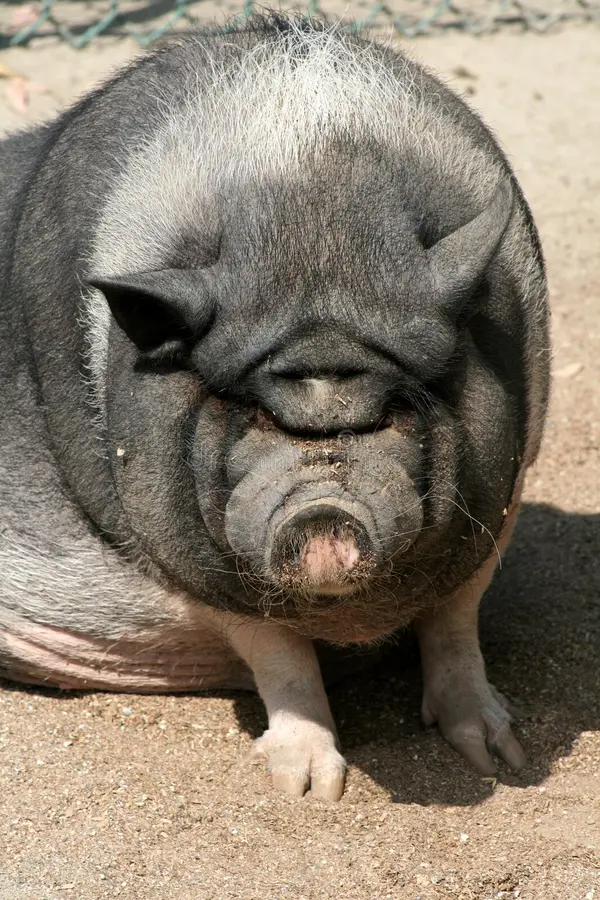 Bumbershoot pig | Bluecoco90 Wiki | Fandom