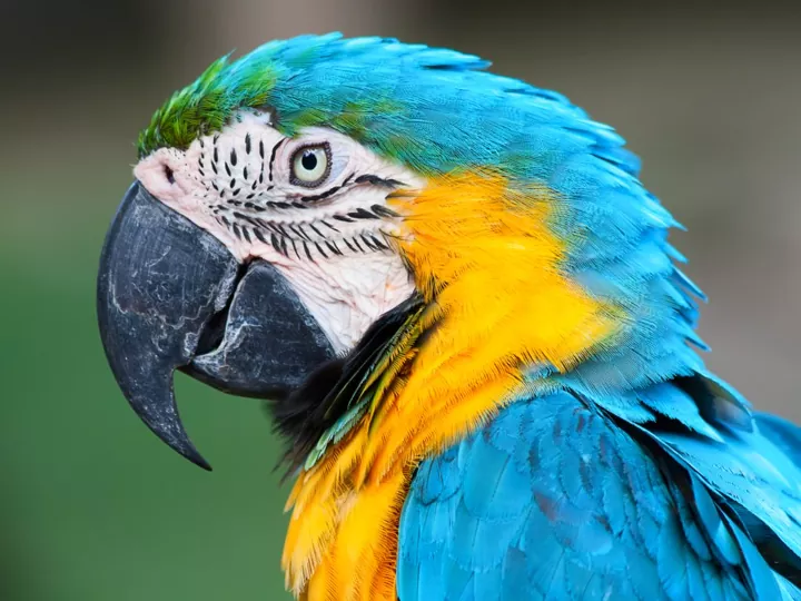 Steven (parrot) | Bluecoco90 Wiki | Fandom