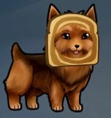 Australian Terrier | Bread_Kittens Wiki | Fandom