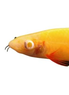 Mr. Bubbles (TV Series) | Gateway Roleplay Wiki | Fandom