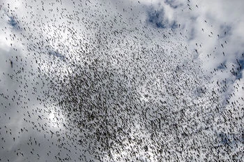 Mosquito Horde | New Pyleaus Wiki | Fandom