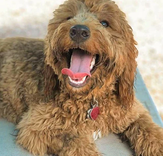 Finnigan | NewScapePro Wiki | Fandom