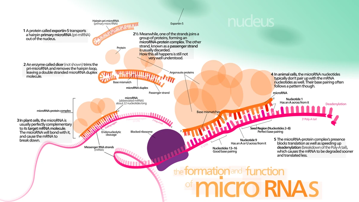 Análisis de miARN y ARN pequeños | Next Generation Sequencing Wiki | Fandom