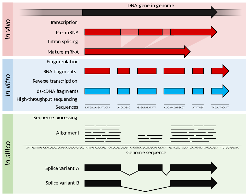 Secuenciación de Transcriptoma Completo | Next Generation Sequencing ...