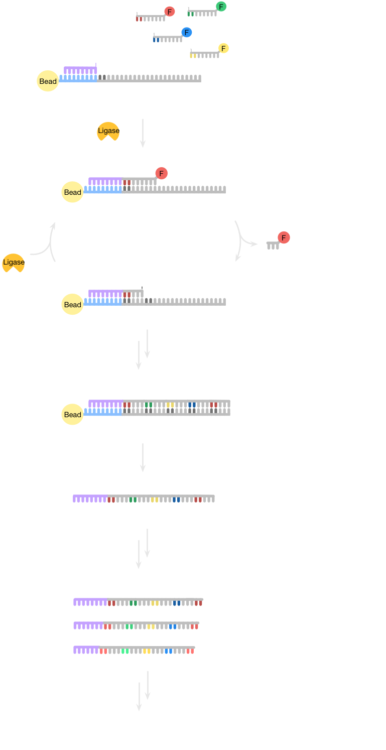 Sequencing by Ligation (SOLiD) | Next Generation Sequencing Wiki | Fandom Sequencing by Ligation (SOLiD) | Next Generation Sequencing Wiki | Fandom