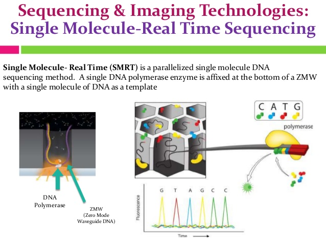 Single Molecule Real Time Sequencing Smrt Next Generation