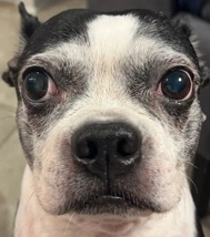 barkley | Nextbots Custom Night Wiki | Fandom