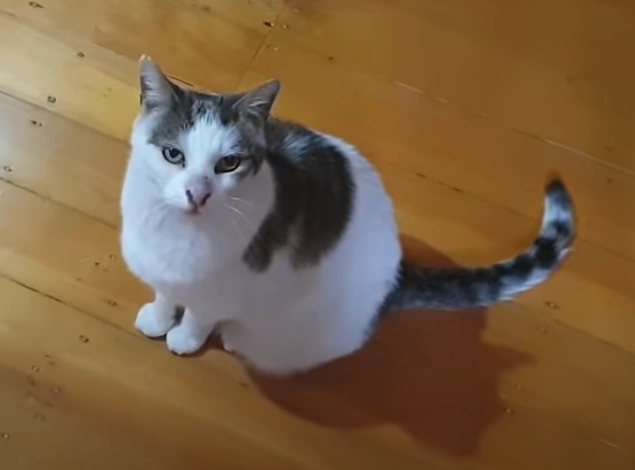 Minty | Neytirix Wiki | Fandom