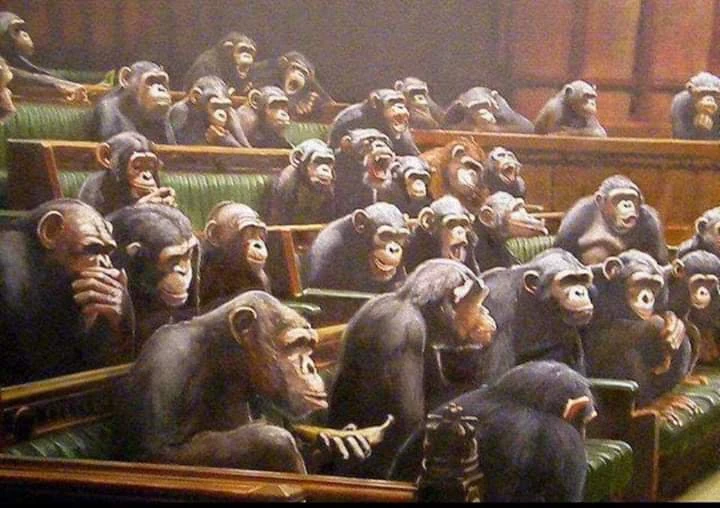 Monkeys | Nick and friends Wiki | Fandom