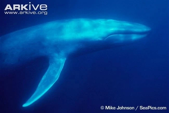 Blue Whale | Nick and friends Wiki | Fandom