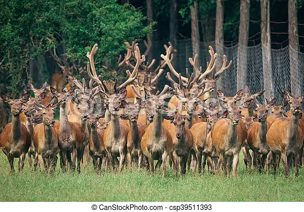 Deery herd | Nick and friends Wiki | Fandom