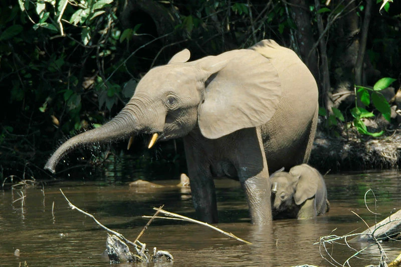 African Forest Elephant | Nickelodeon Animals Wiki | Fandom