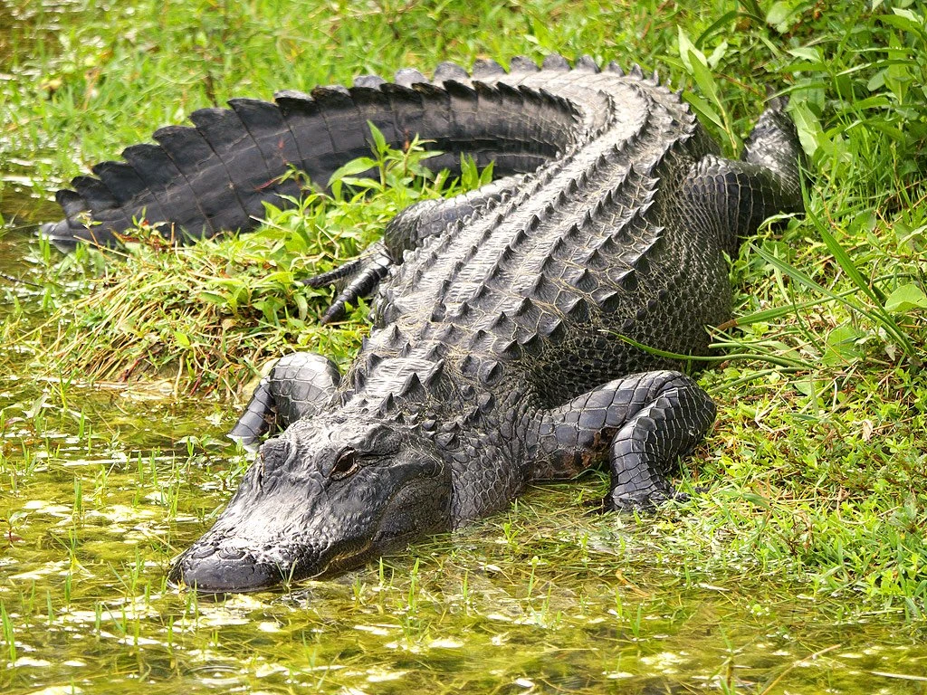 American Alligator | Nickelodeon Animals Wiki | Fandom