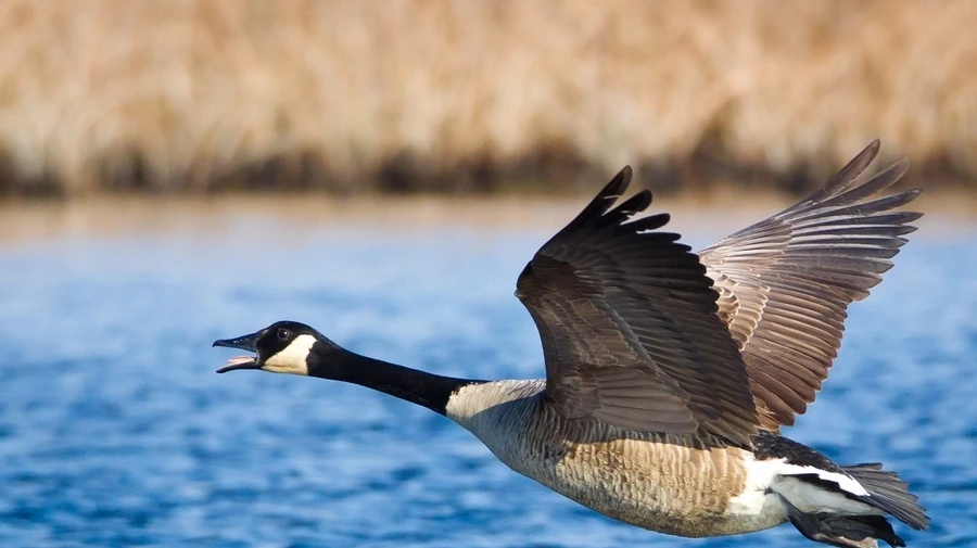 Canada Goose | Nickelodeon Animals Wiki | Fandom