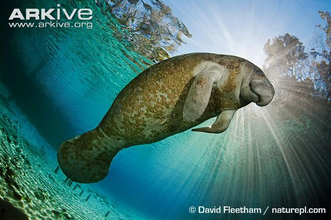 West Indian Manatee | Nickelodeon Animals Wiki | Fandom