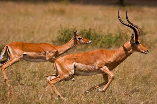 Impala | Nickelodeon Animals Wiki | Fandom