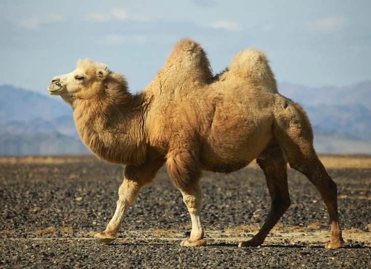 Bactrian Camel | Nickelodeon Animals Wiki | Fandom