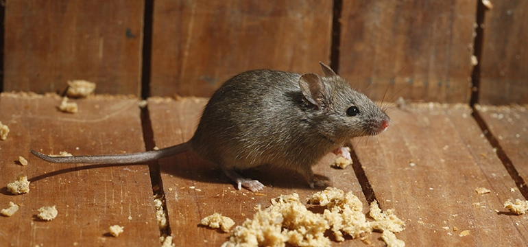 House Mouse | Nickelodeon Animals Wiki | Fandom
