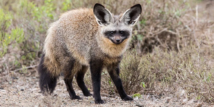 Bat-eared Fox | Nickelodeon Animals Wiki | Fandom