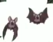 Common Vampire Bat | Nickelodeon Animals Wiki | Fandom