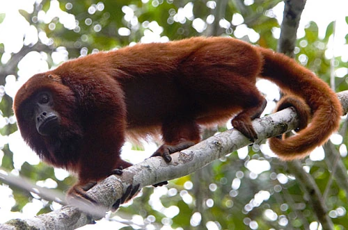 Venezuelan Red Howler | Nickelodeon Animals Wiki | Fandom
