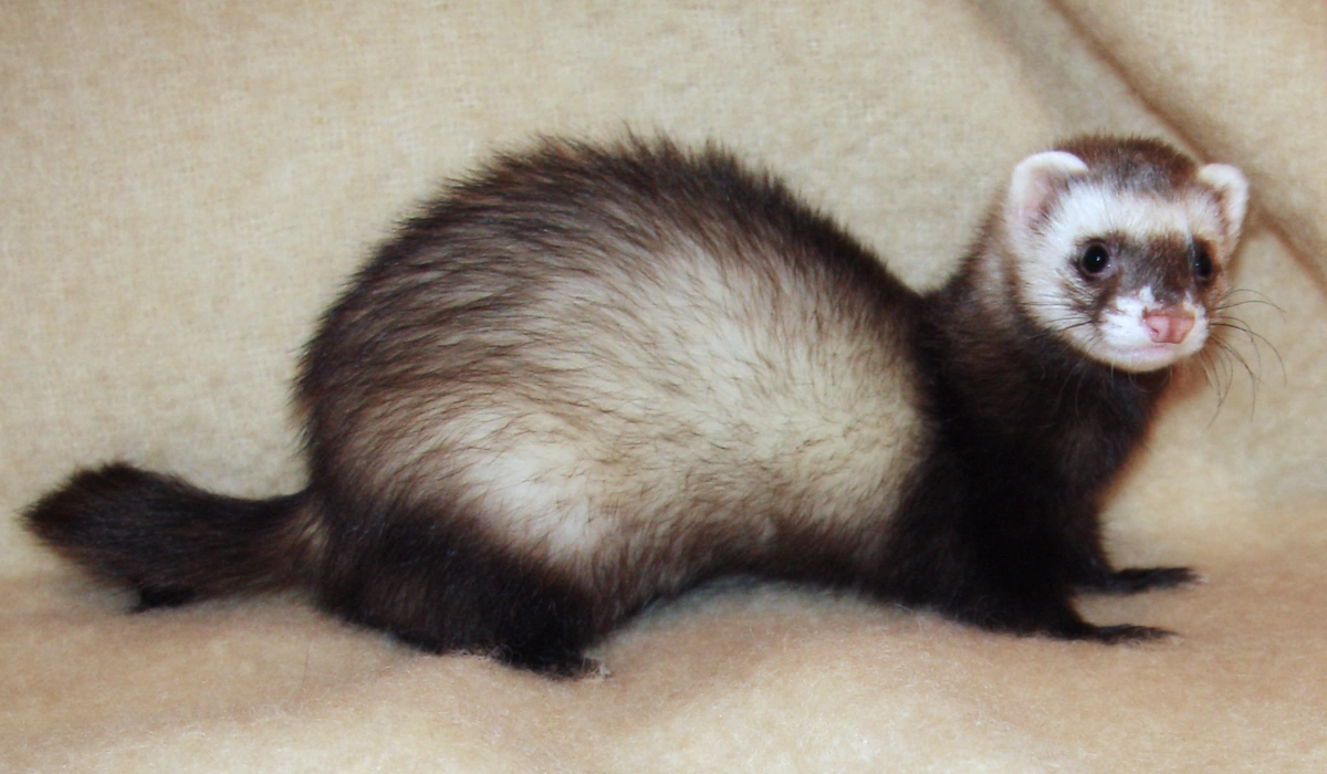 Domestic Ferret | Nickelodeon Animals Wiki | Fandom