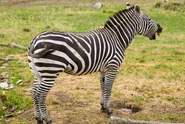 Plains Zebra | Nickelodeon Animals Wiki | Fandom