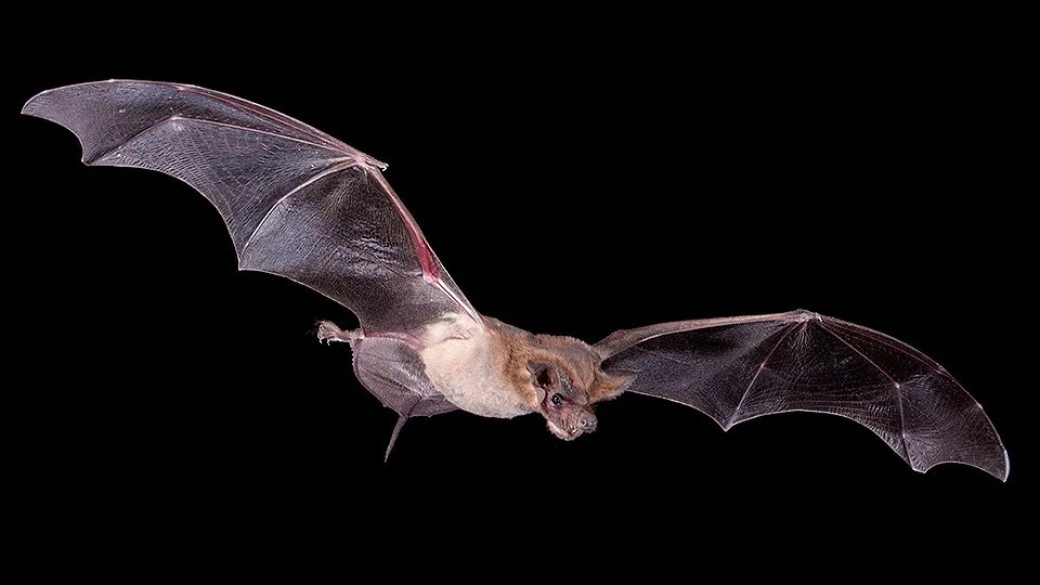 Mexican Free-tailed Bat | Nickelodeon Animals Wiki | Fandom