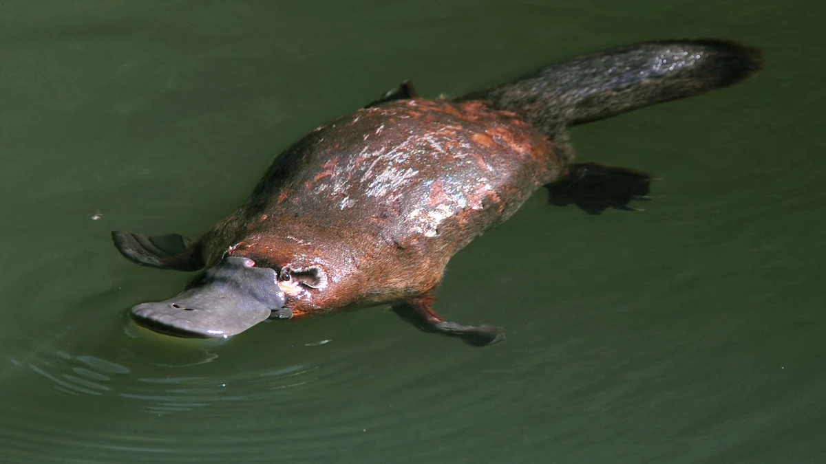Platypus | Nickelodeon Animals Wiki | Fandom