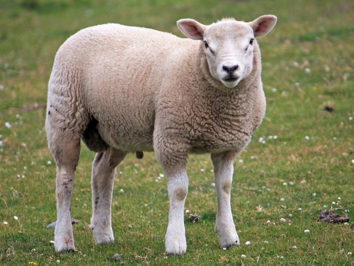 Domestic Sheep | Nickelodeon Animals Wiki | Fandom