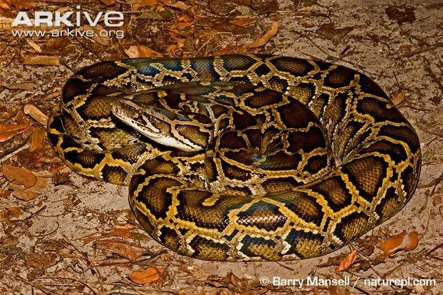 African Rock Python | Nickelodeon Animals Wiki | Fandom