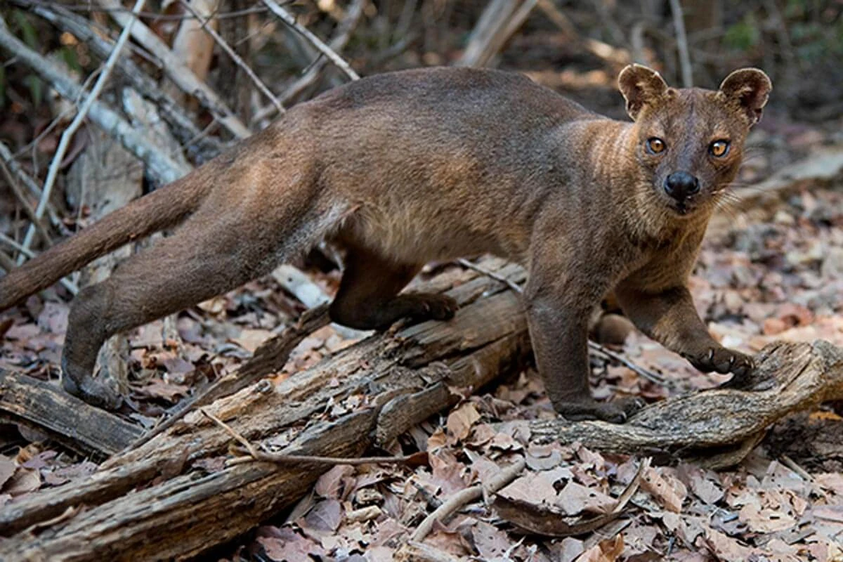 Fossa | Nickelodeon Animals Wiki | Fandom