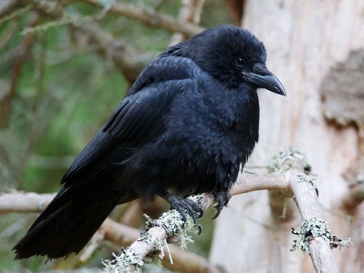 American Crow | Nickelodeon Animals Wiki | Fandom