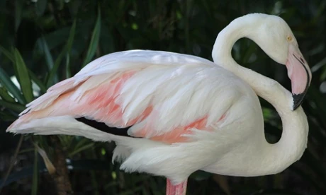 Greater Flamingo | Nickelodeon Animals Wiki | Fandom