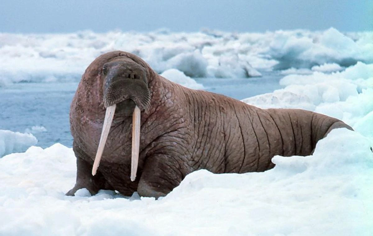 Walrus | Nickelodeon Animals Wiki | Fandom